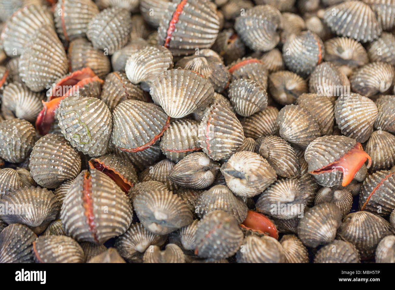 Common cockles hi-res stock photography and images - Alamy