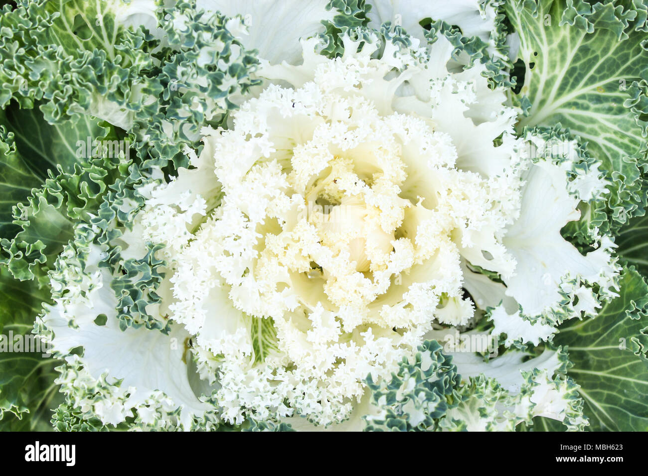 Ornamental cabbage winter hi-res stock photography and images - Alamy