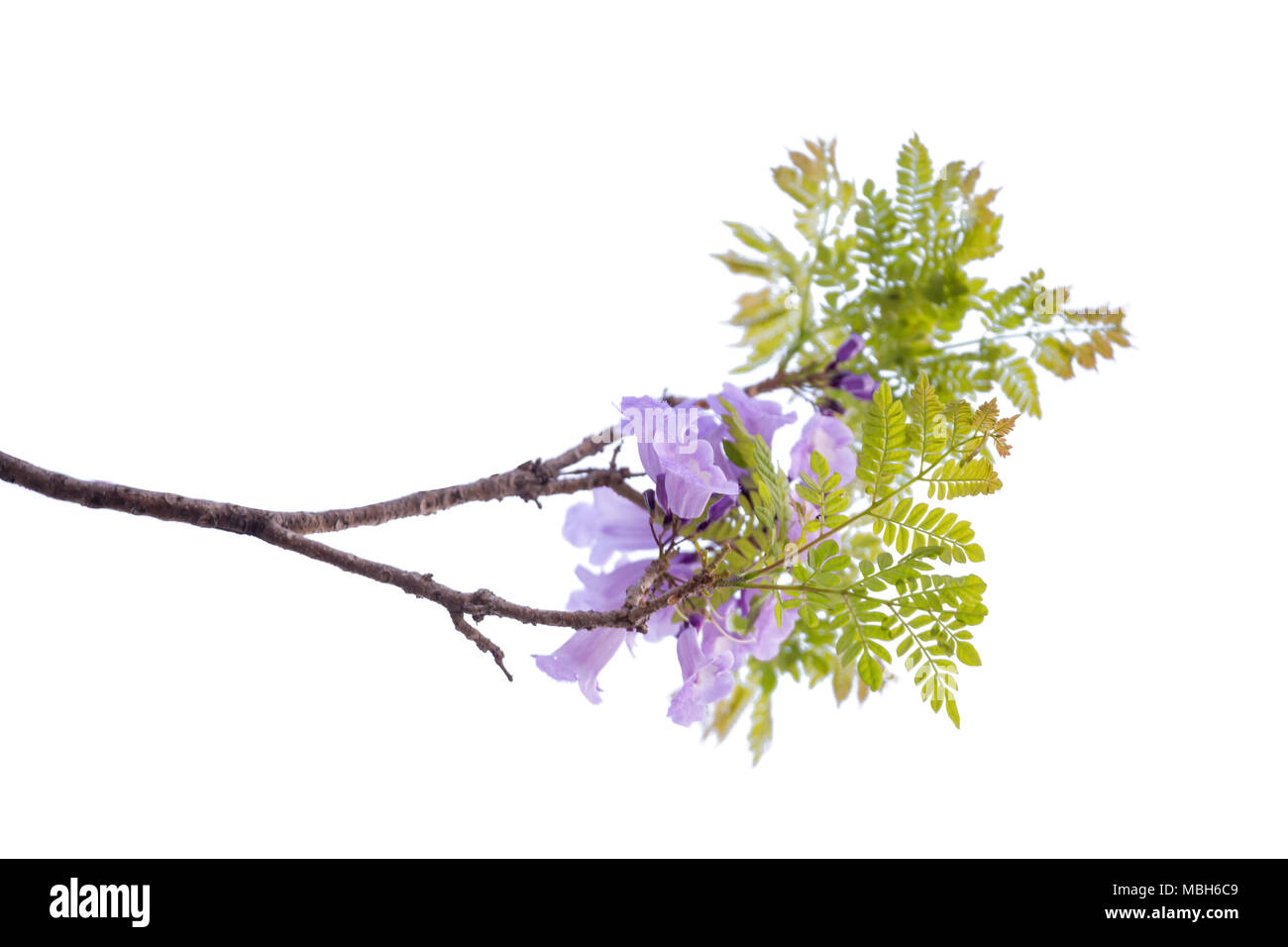 Close up of beautiful purple jacaranda trees, isolated on white ...