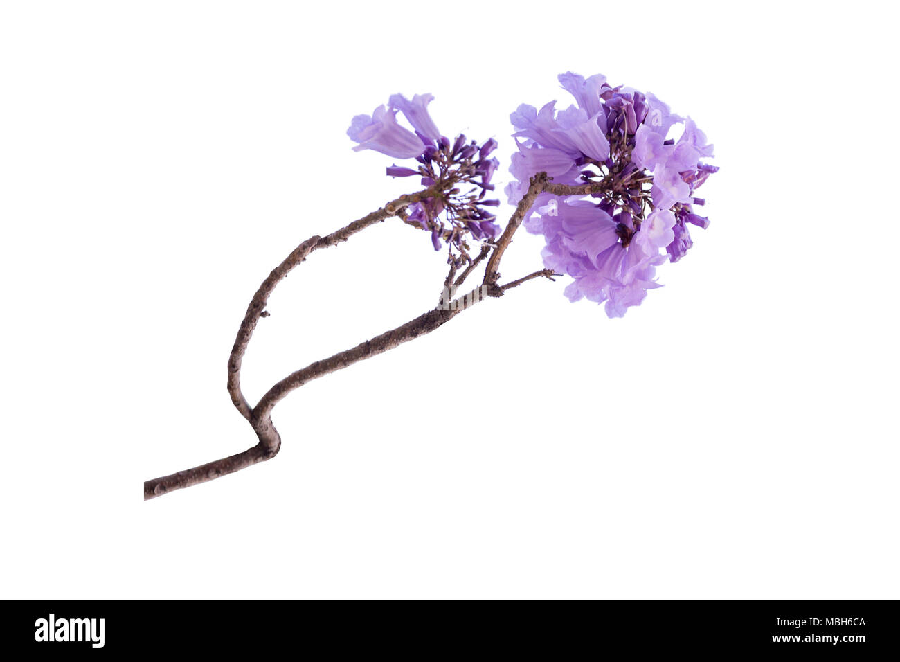 Close up of beautiful purple jacaranda trees, isolated on white ...