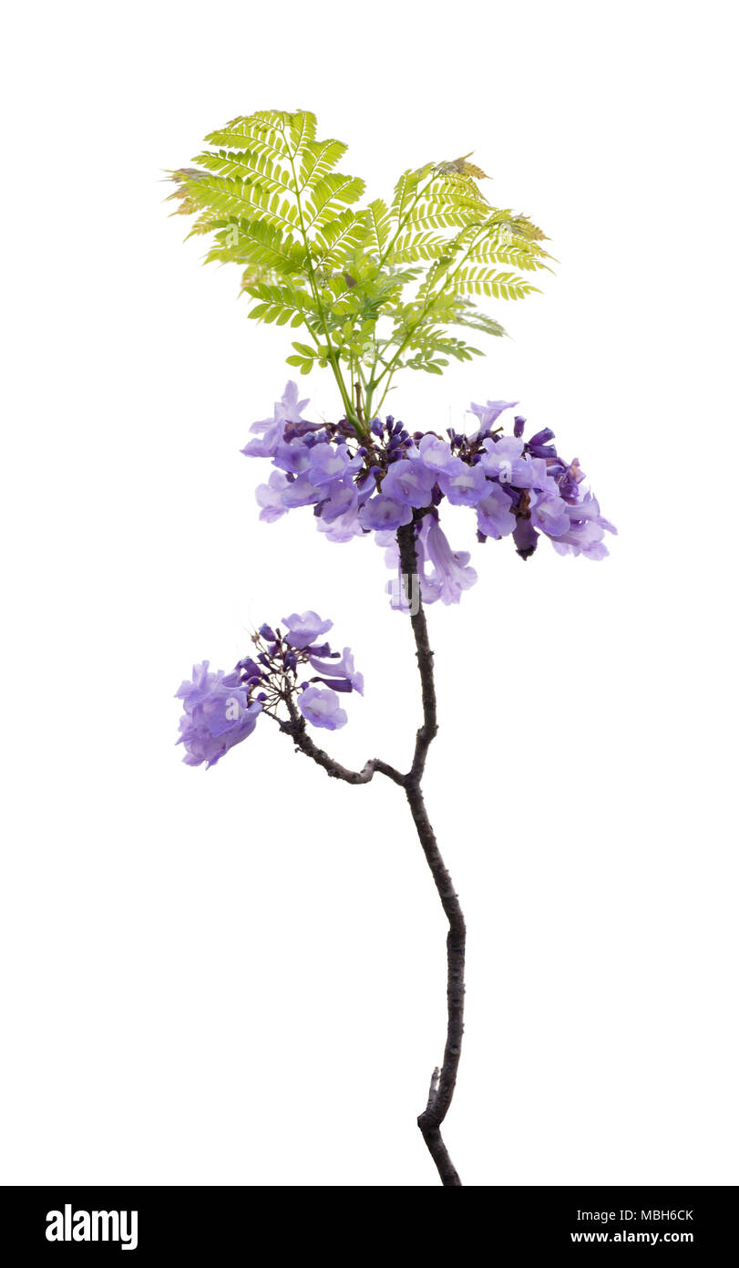 Close up of beautiful purple jacaranda trees, isolated on white ...