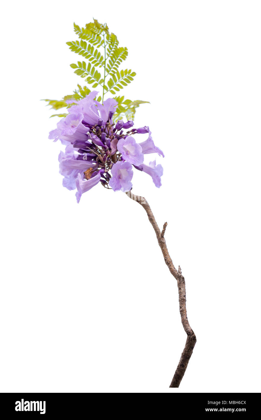 Close up of beautiful purple jacaranda trees, isolated on white ...