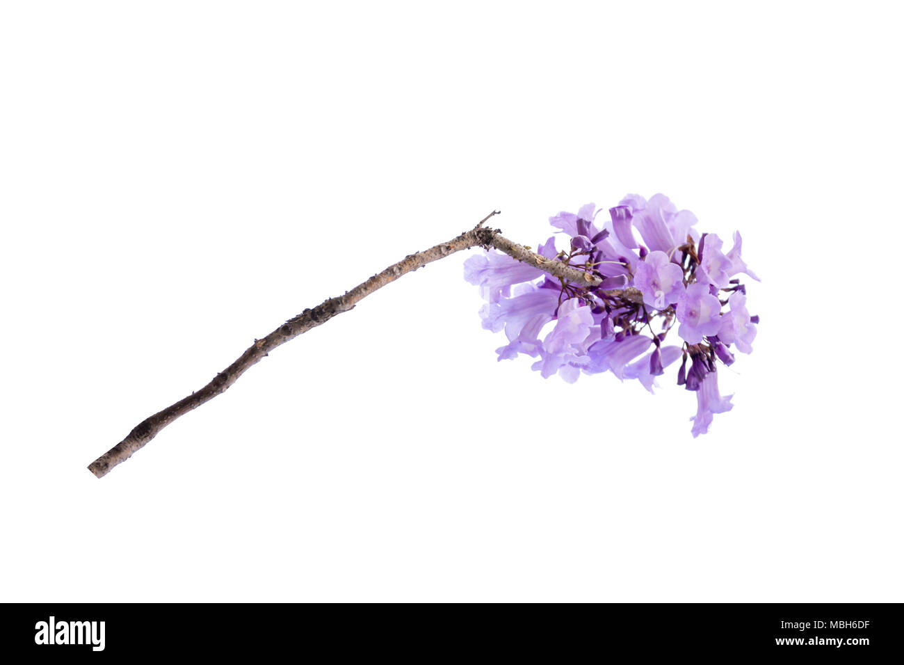 Close up of beautiful purple jacaranda trees, isolated on white ...
