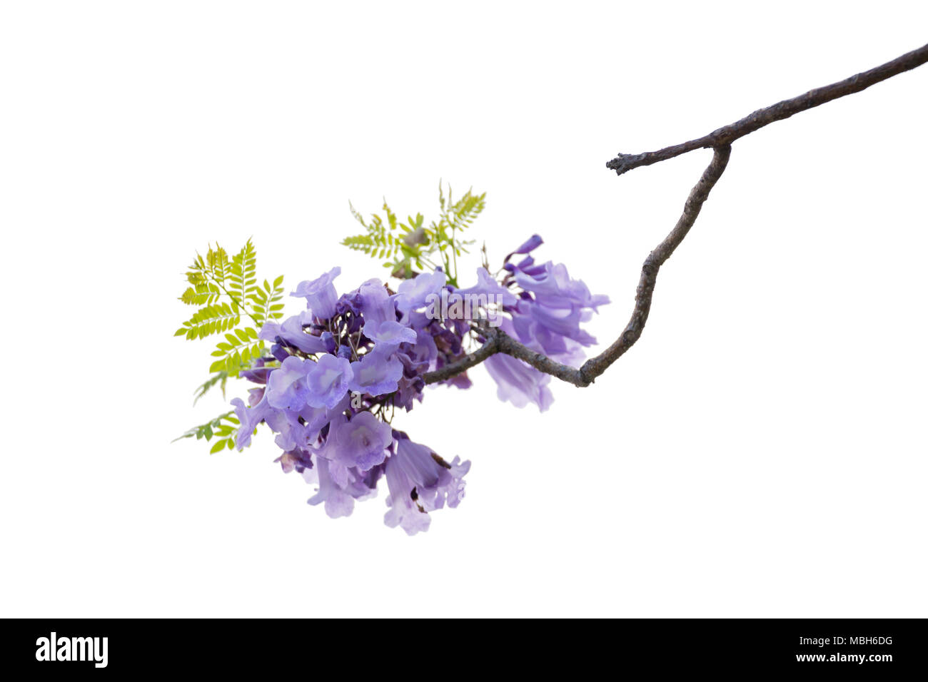 Close up of beautiful purple jacaranda trees, isolated on white ...