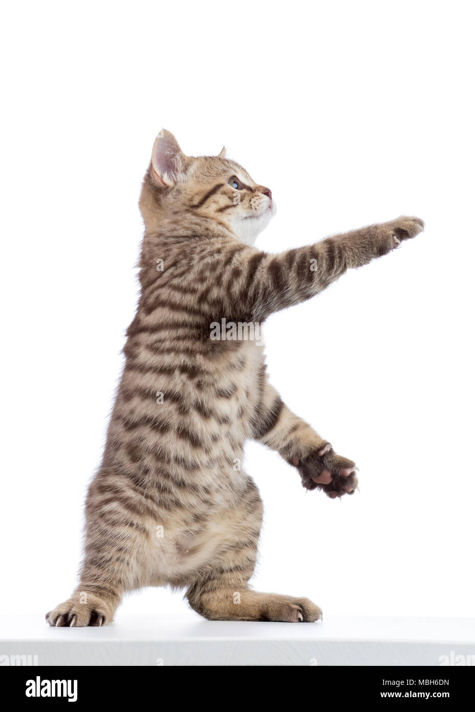 Cat kitten standing and lifted a paw. Isolated on white Stock Photo - Alamy