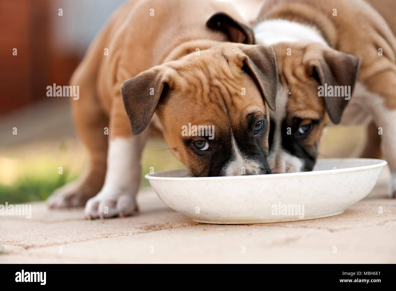 Cute American Staffordshire Terrier Puppy Stock Photo - Alamy