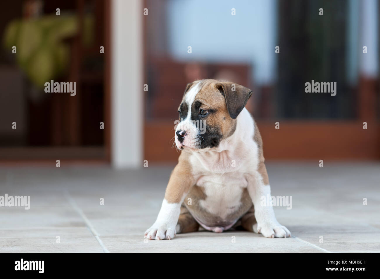 Cute American Staffordshire Terrier Puppy Stock Photo - Alamy