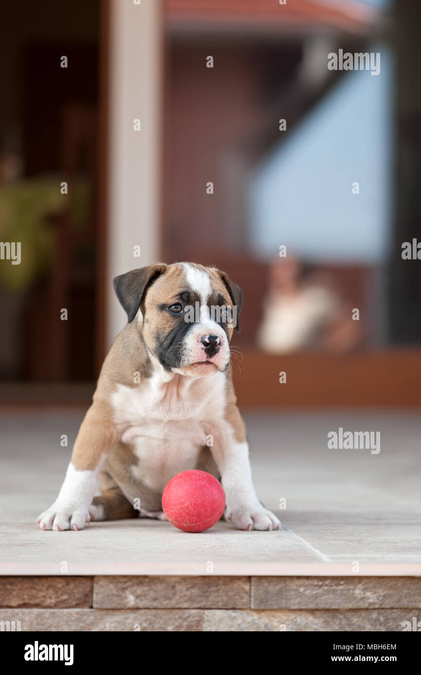 Cute American Staffordshire Terrier Puppy Stock Photo - Alamy