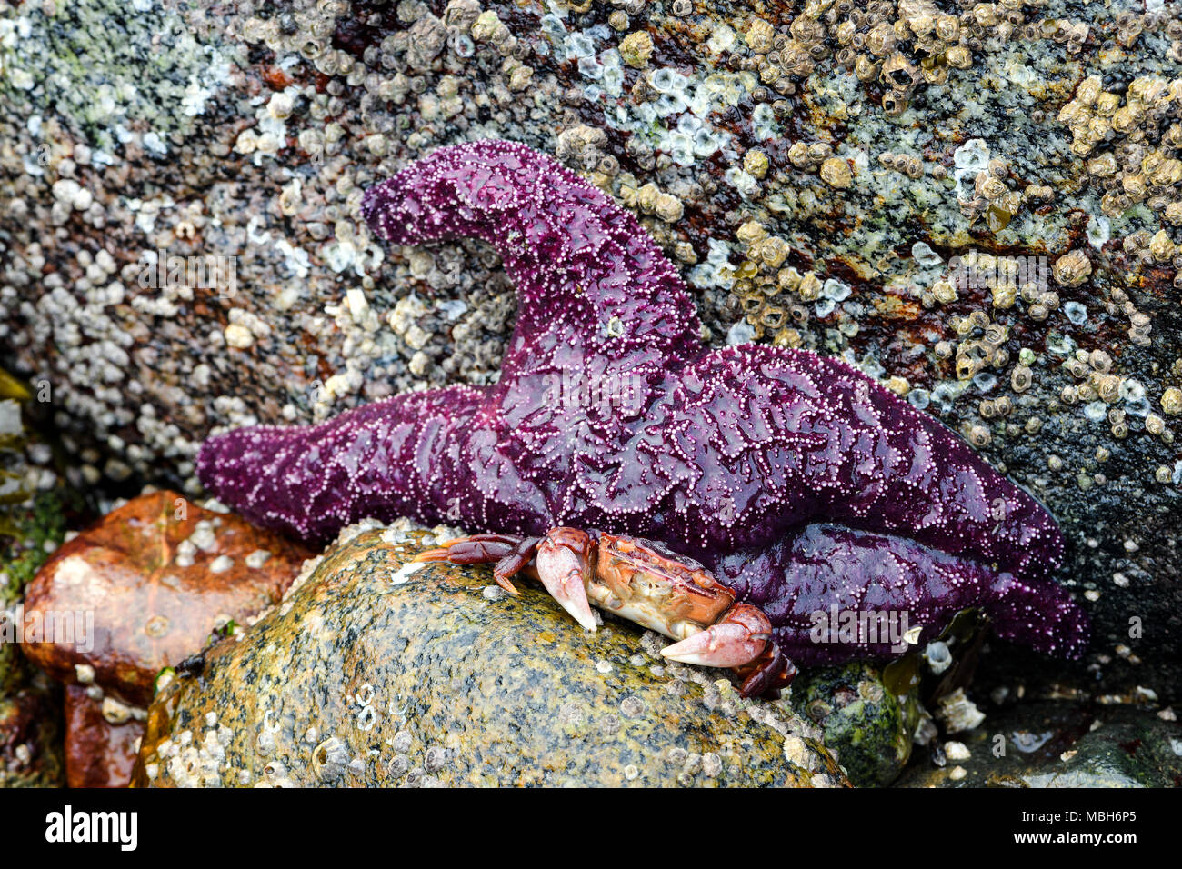 Intertidal zone canada sea hi-res stock photography and images - Alamy