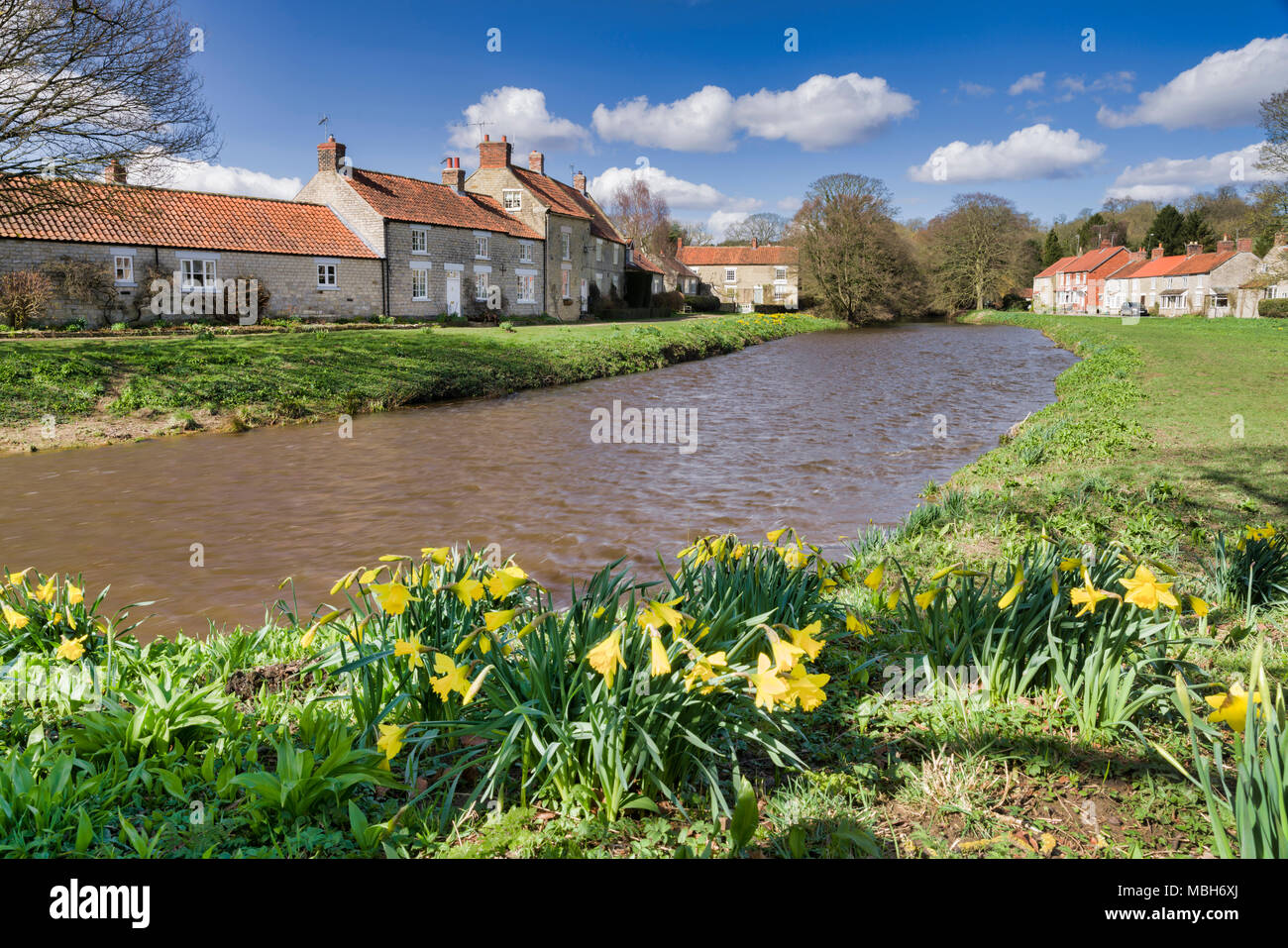 Daffodils in bloom along the River Seven at Sinnington on the edge of ...