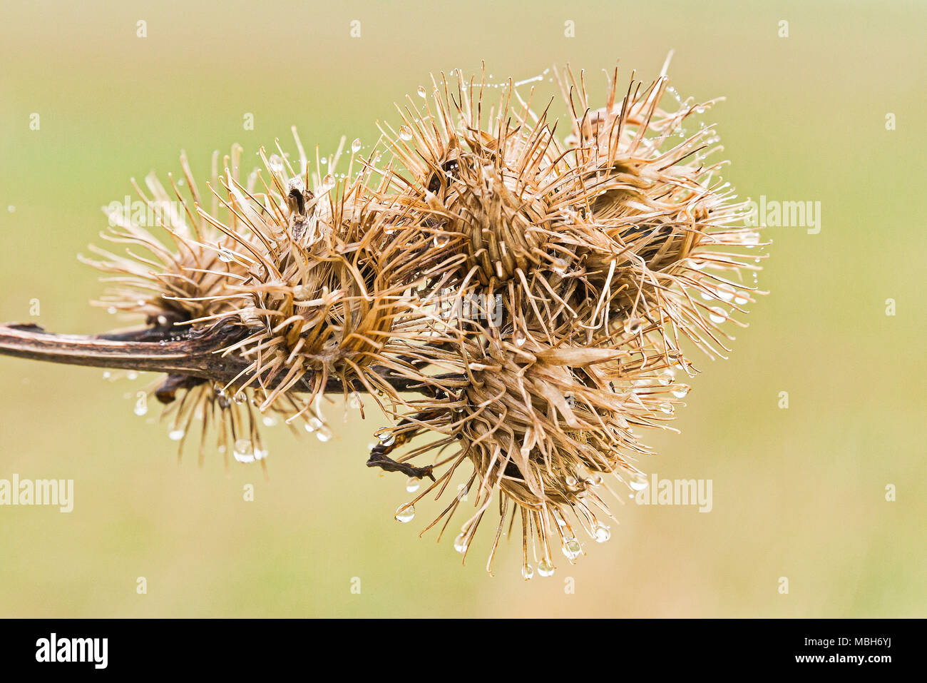 Sticky buds at Castle Howard estate North Yorkshire UK Stock Photo - Alamy