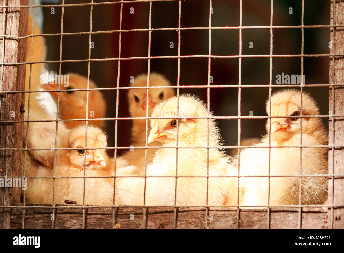 Cage of chicks hi-res stock photography and images - Alamy