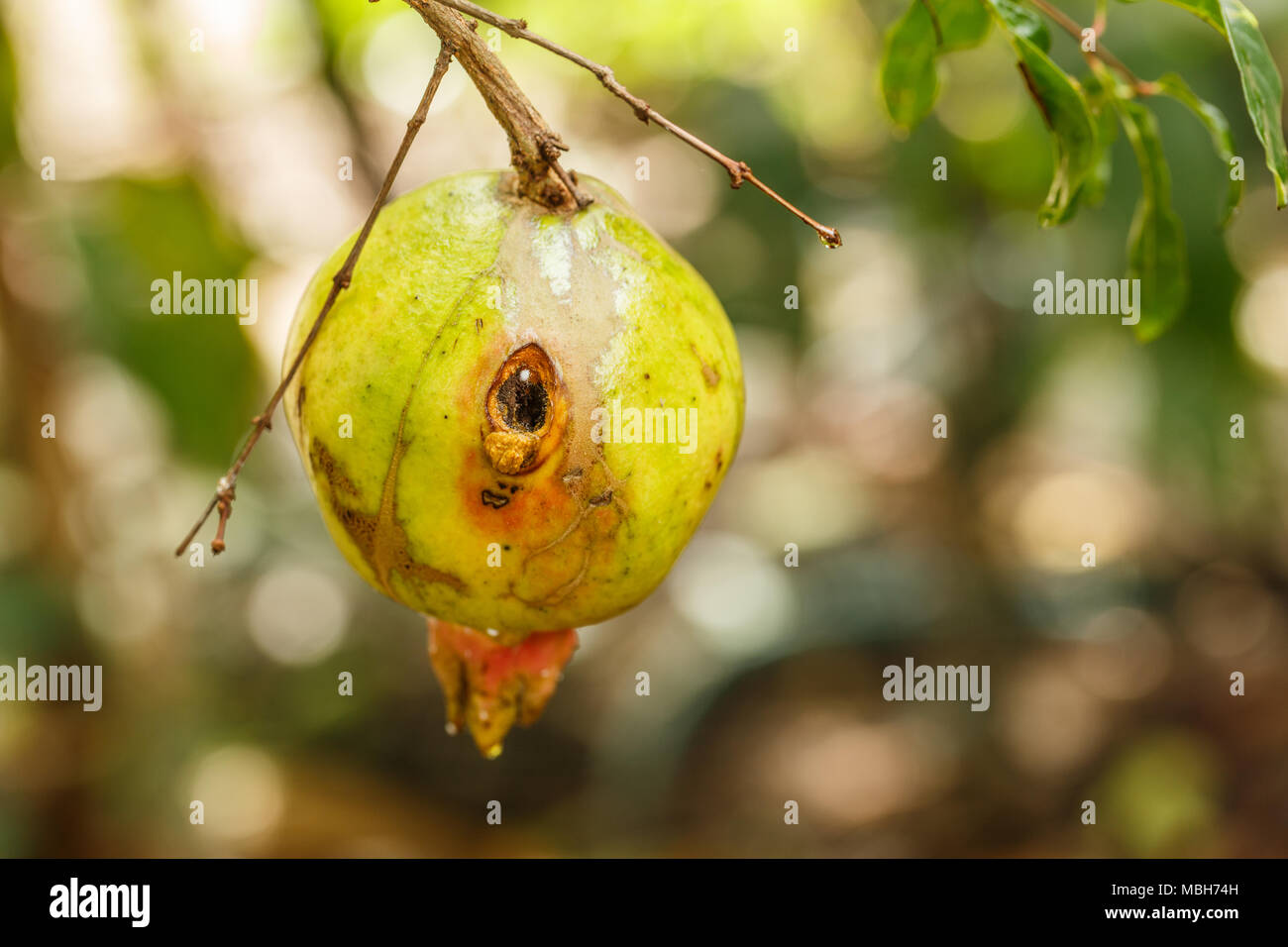 Pomegranate fruit that is biting by pests and diseases Stock Photo - Alamy