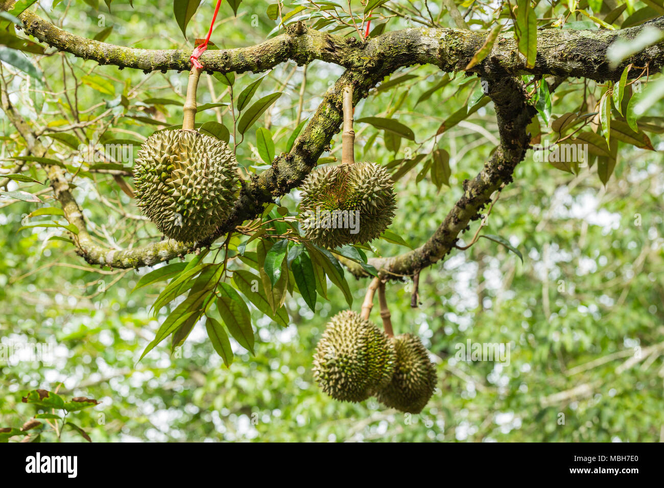 Durian fruit on the tree - durian is considered the king of tropical ...