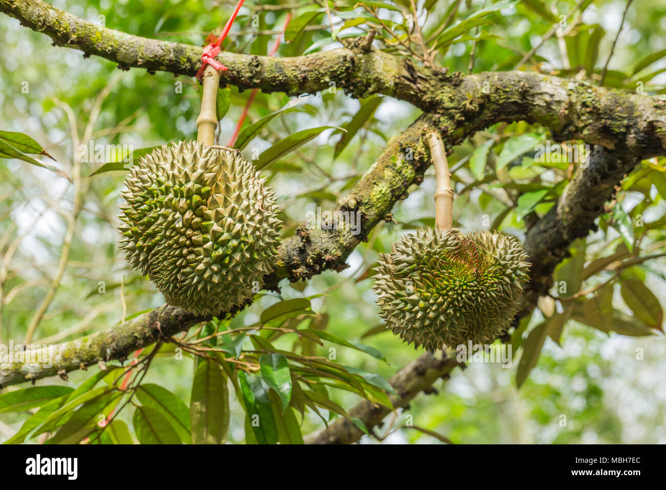Durian fruit on the tree - durian is considered the king of tropical ...