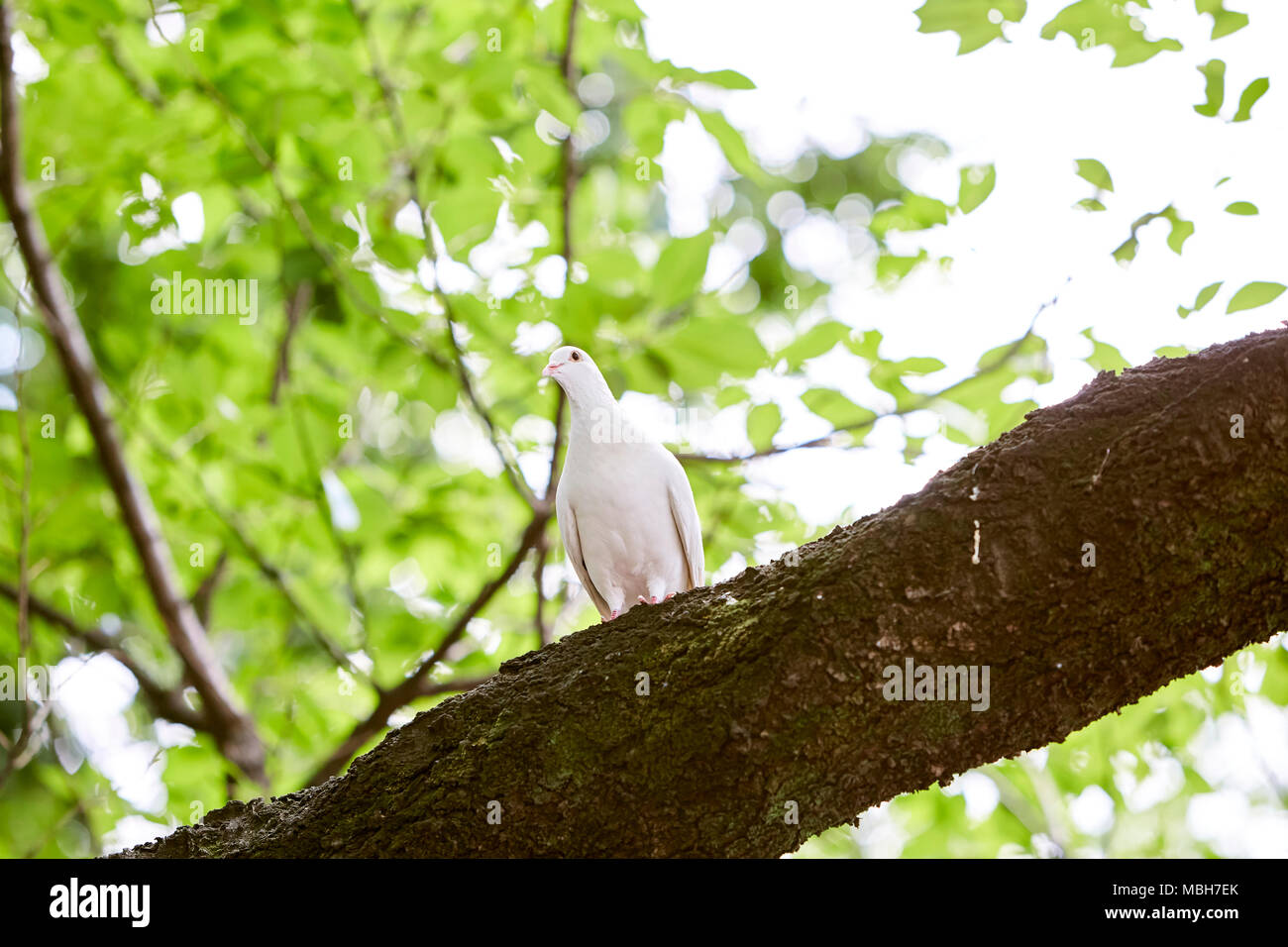 Pigeon on a tree Stock Photo - Alamy