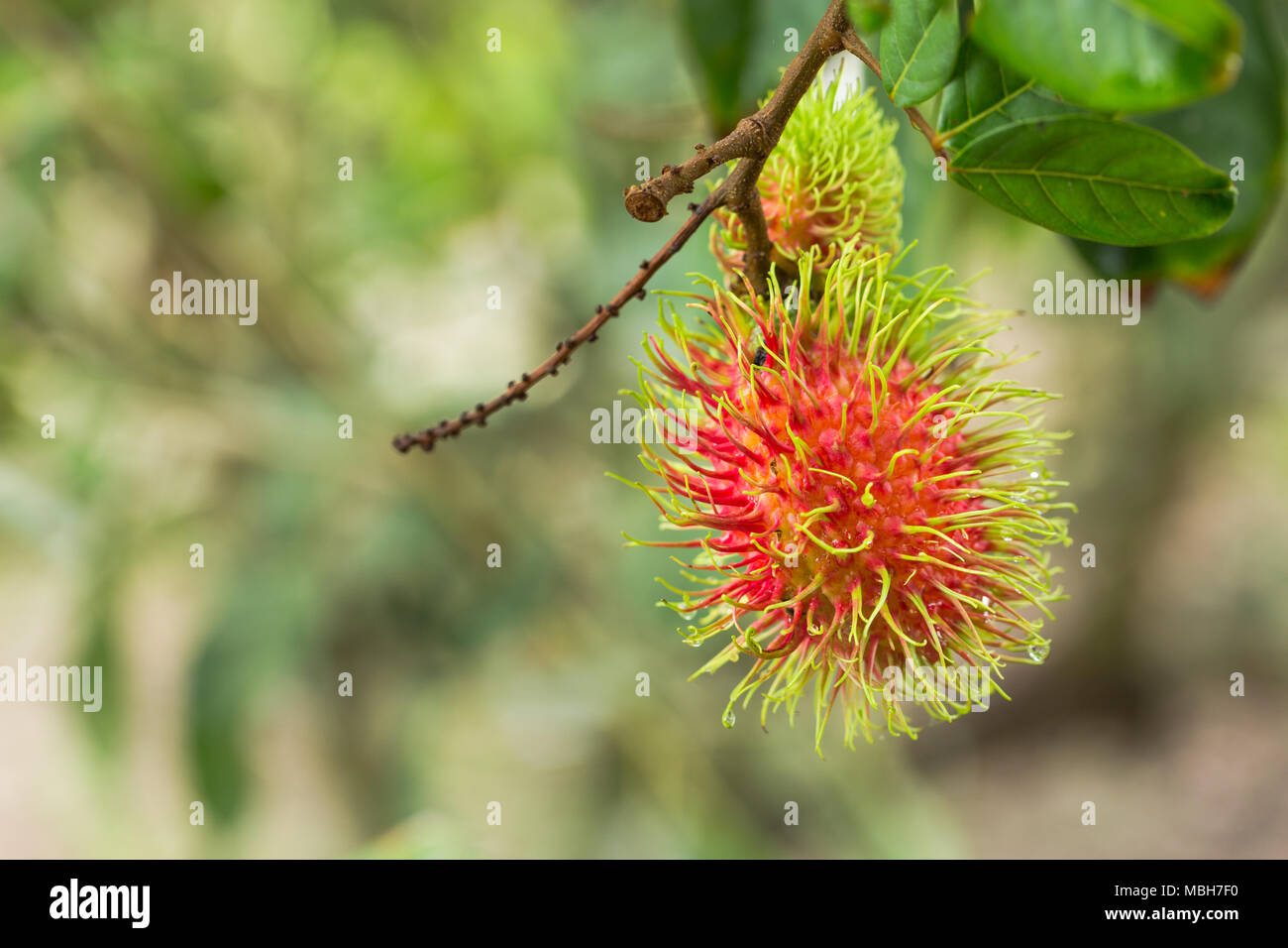 Fresh rambutan from orchard on the eastern part Thailand Stock Photo ...