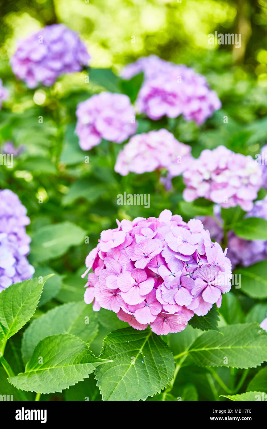 Full bloom hydrangea hi-res stock photography and images - Alamy