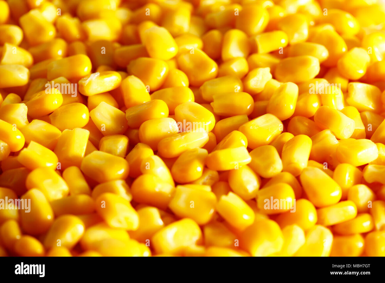 Group corn hi-res stock photography and images - Alamy