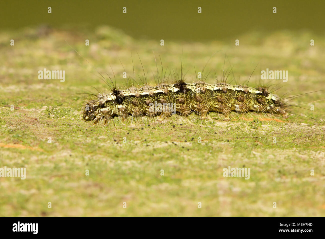 Woolly tiger moth larva Stock Photo - Alamy