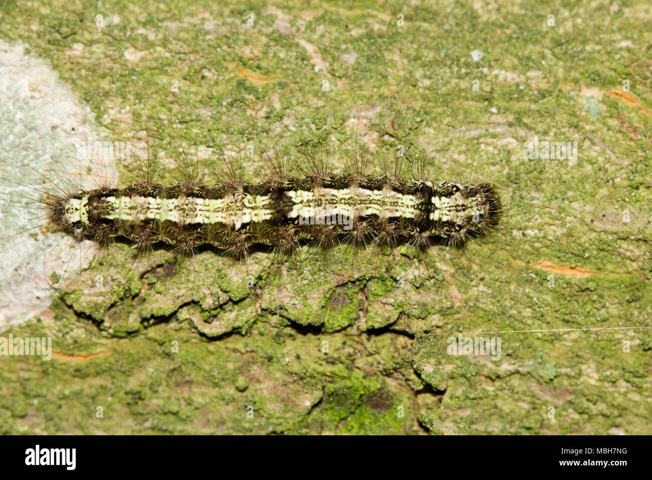 Woolly tiger moth larva Stock Photo - Alamy
