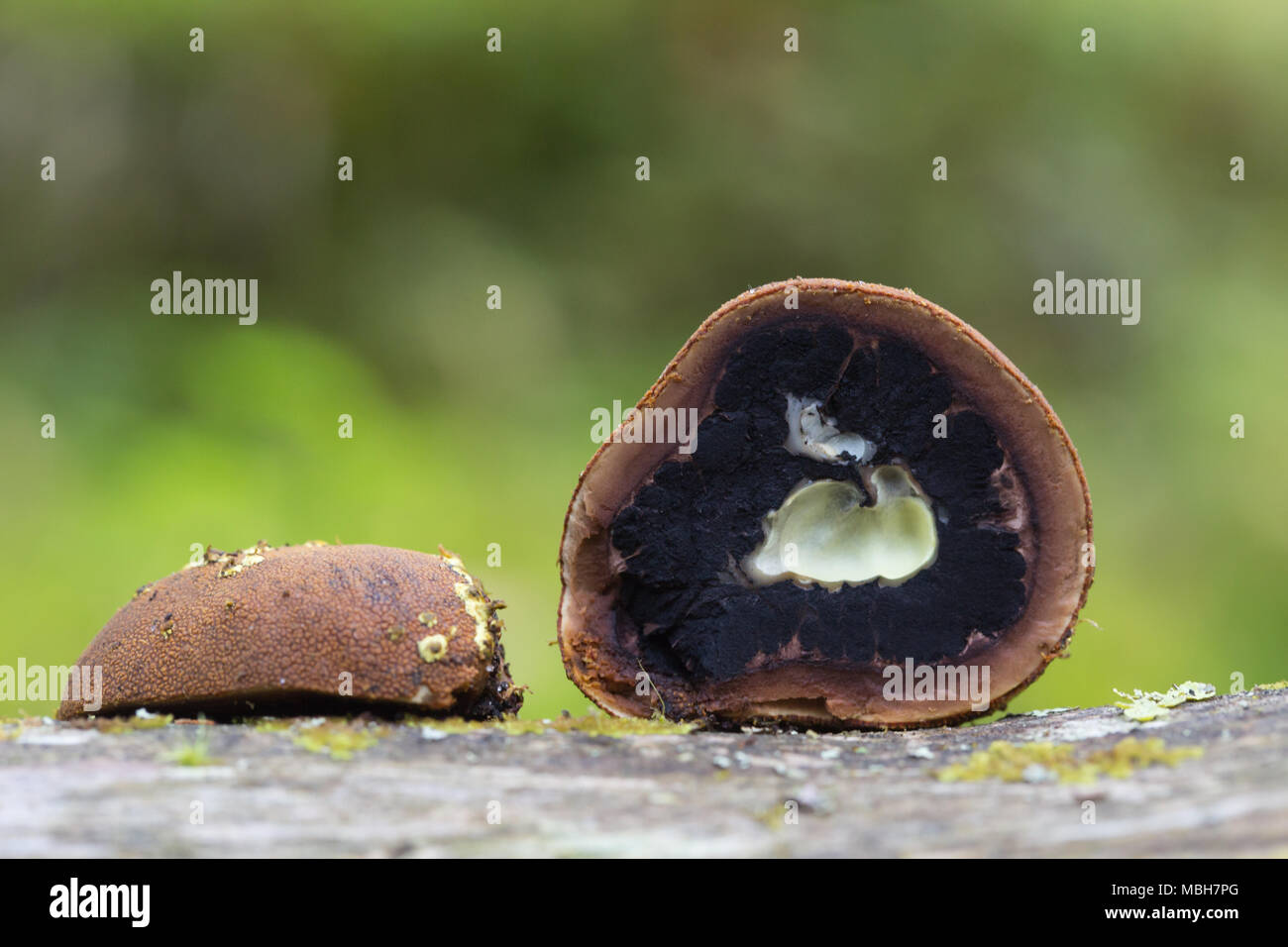 Deer truffle hi-res stock photography and images - Alamy