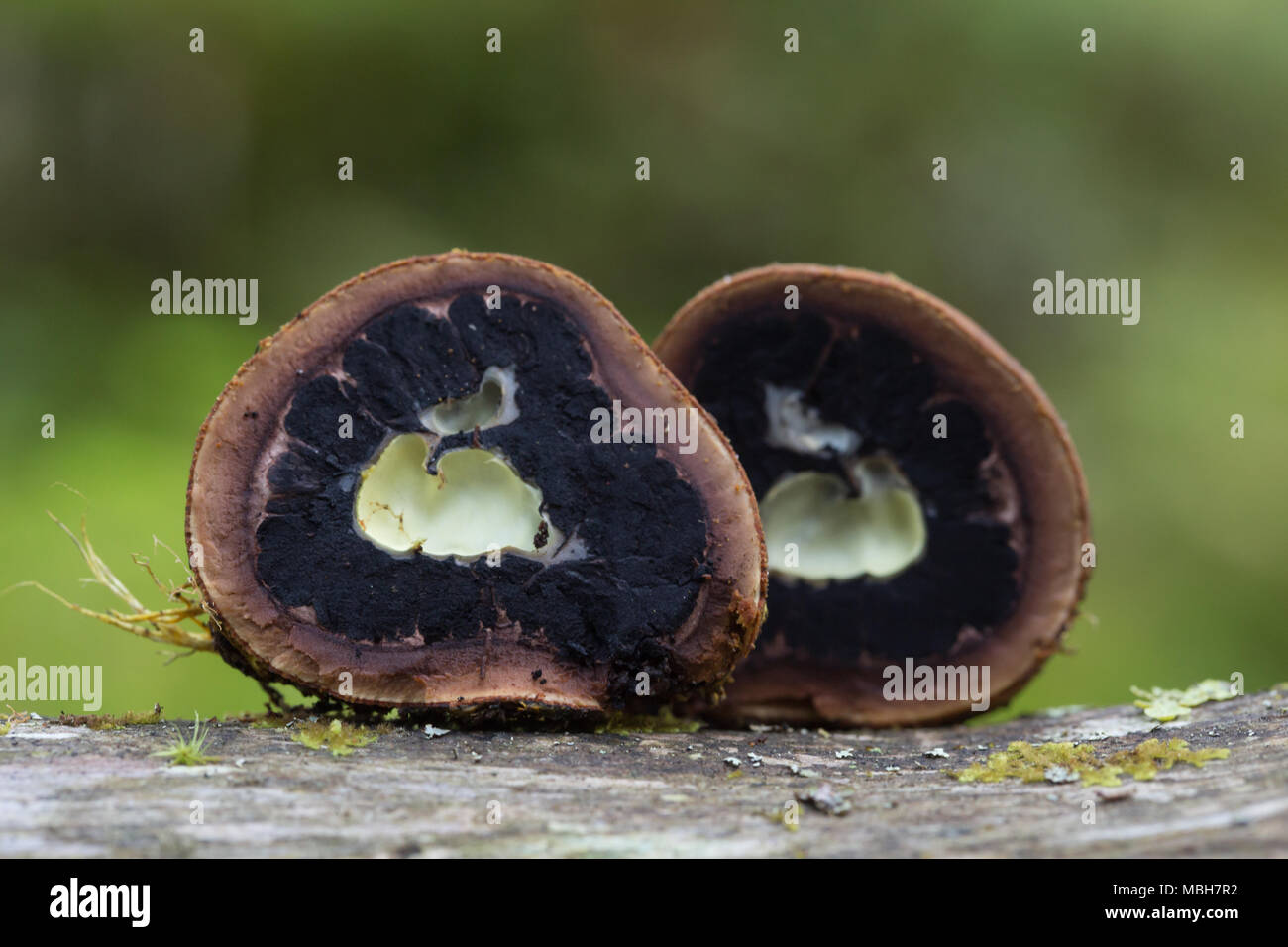 Deer truffle hi-res stock photography and images - Alamy