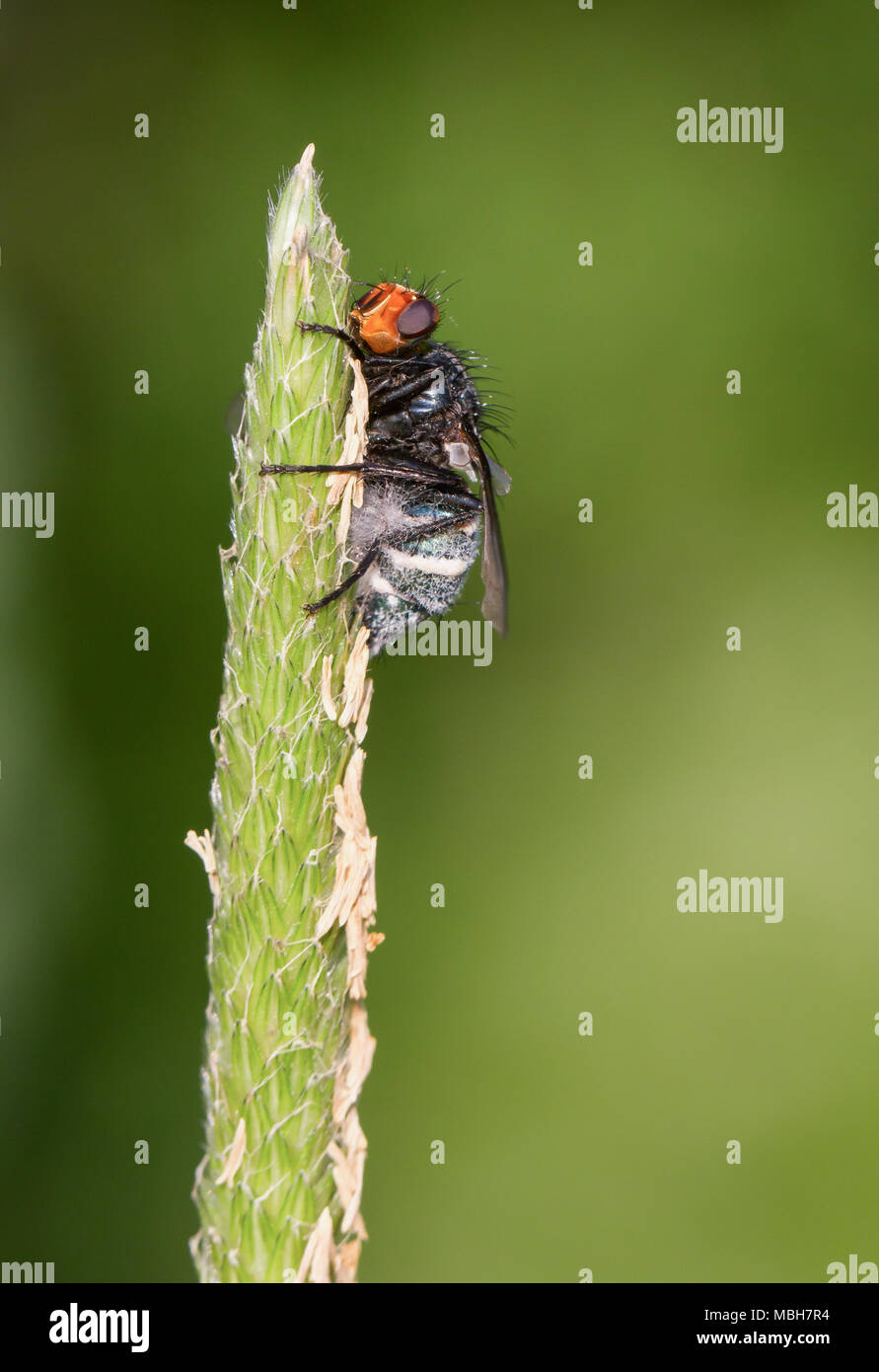 Fly fungus hi-res stock photography and images - Alamy