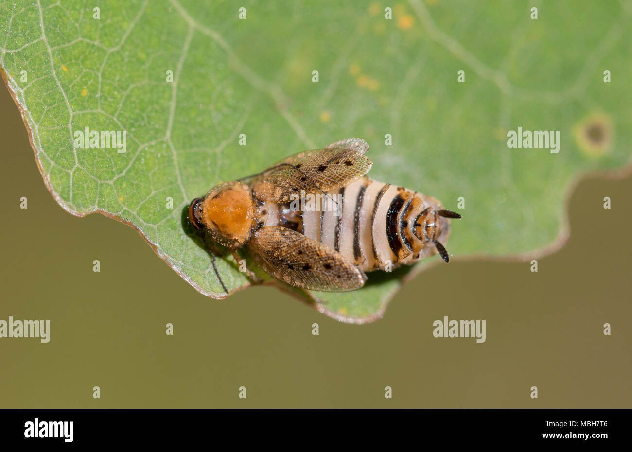 Entomophthora fungus hi-res stock photography and images - Alamy