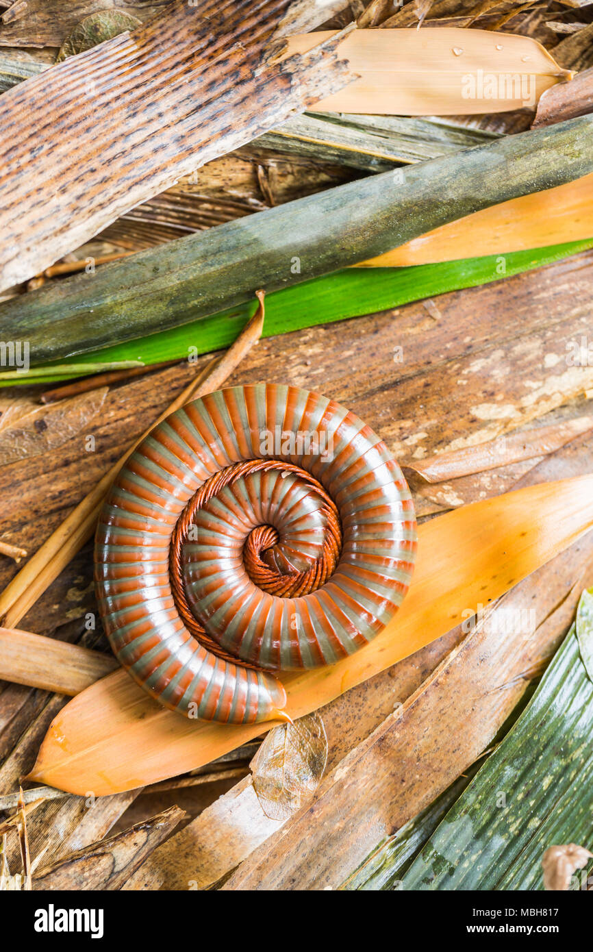 Millipede on green leaf hi-res stock photography and images - Alamy