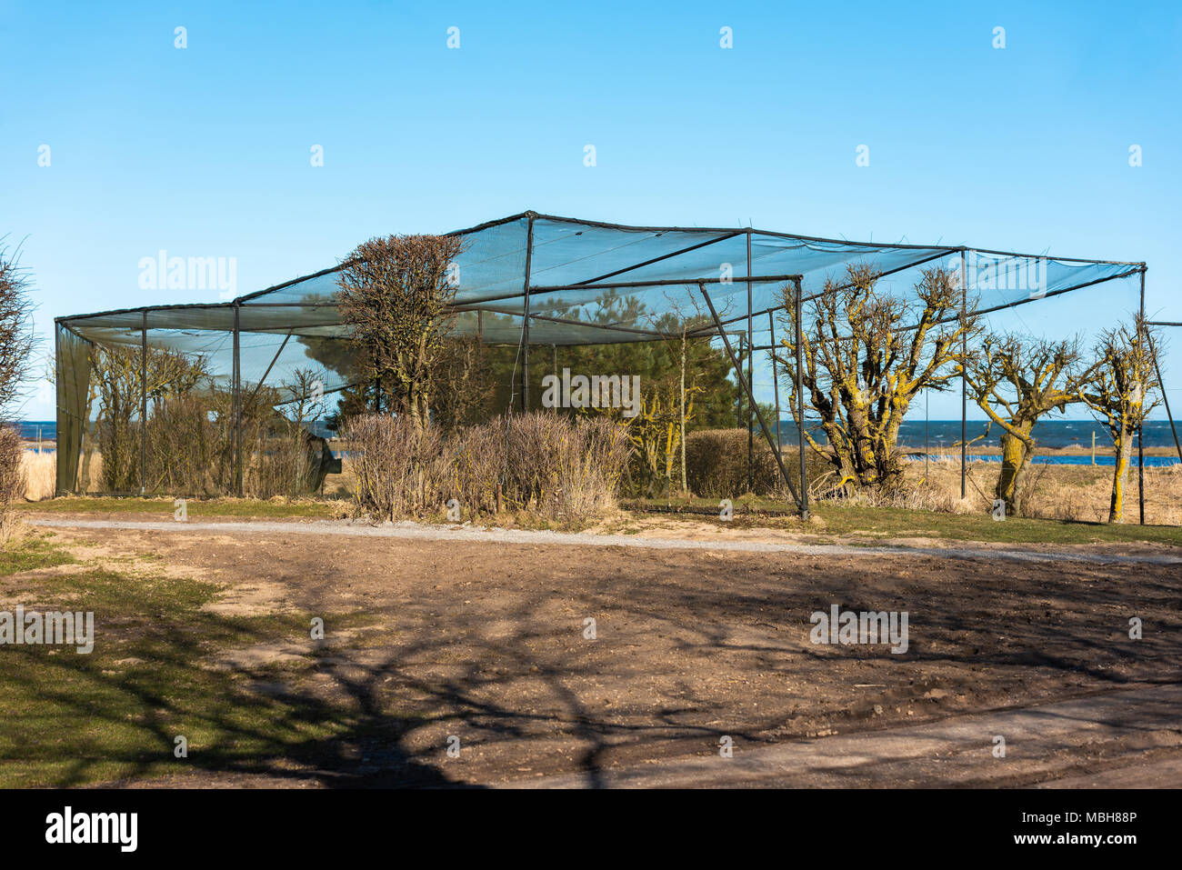 Netted bird trap for catching birds that will be ringed and released ...