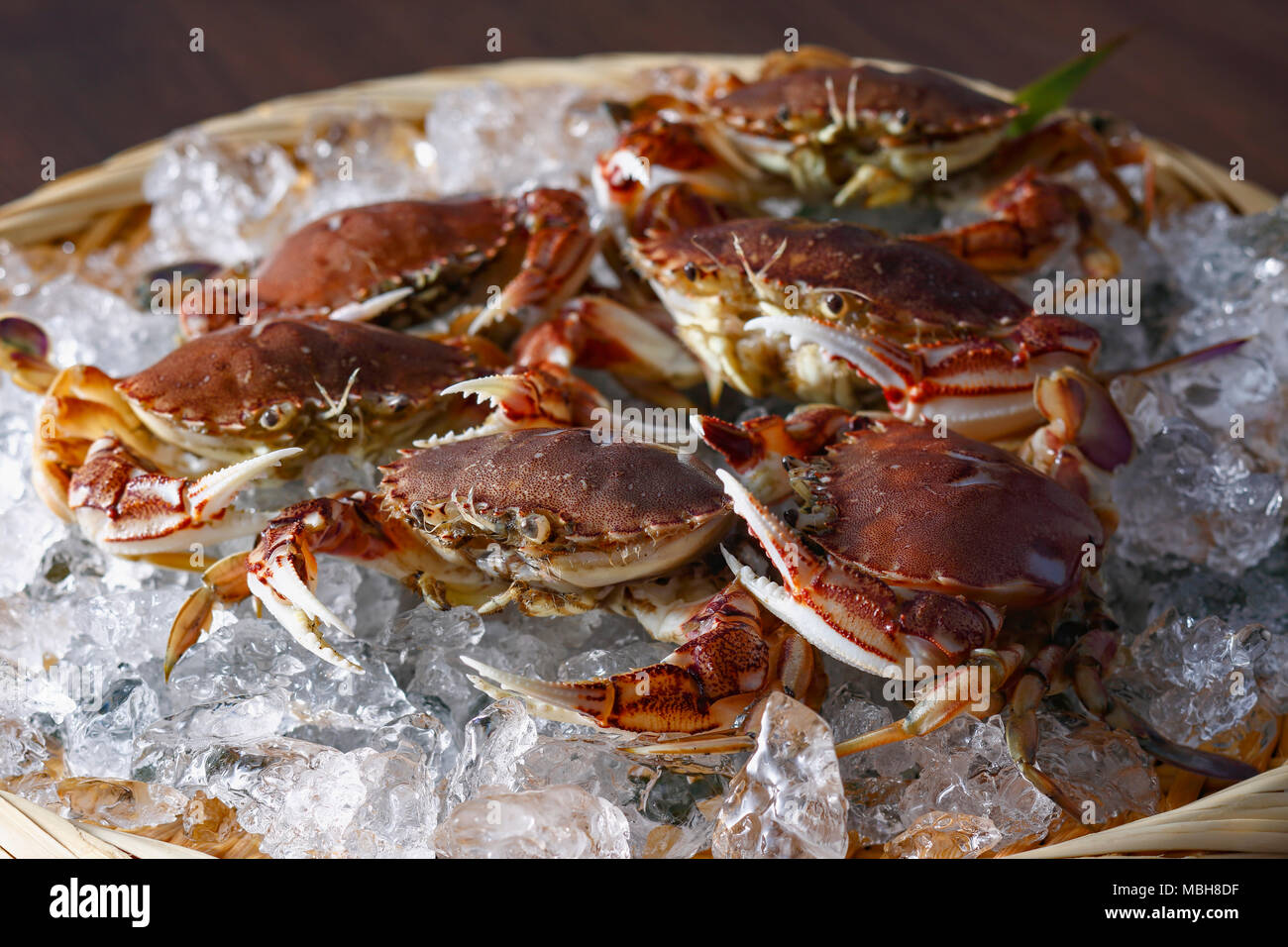 Ovalipes punctatus hi-res stock photography and images - Alamy