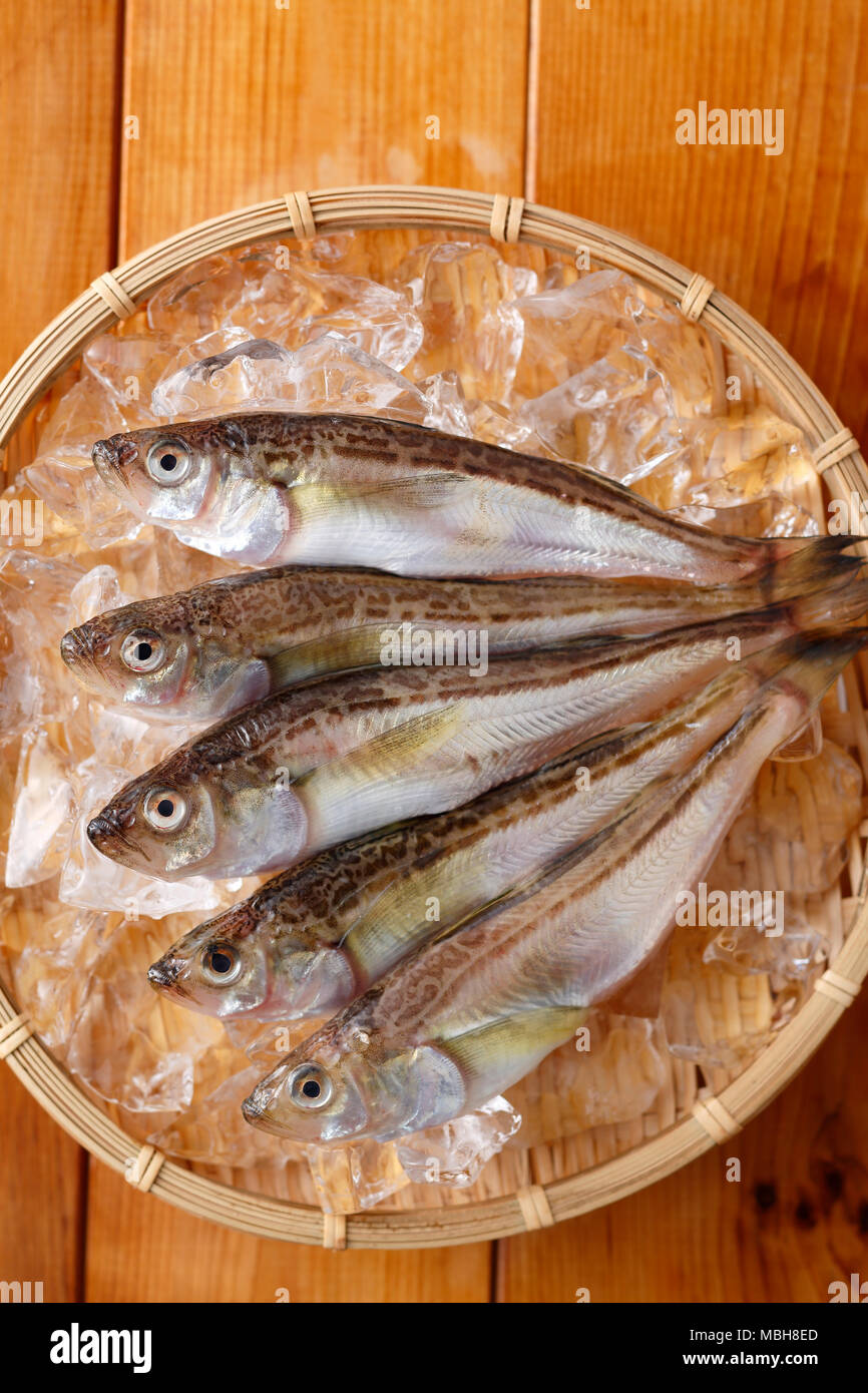 Sandfish hi-res stock photography and images - Alamy