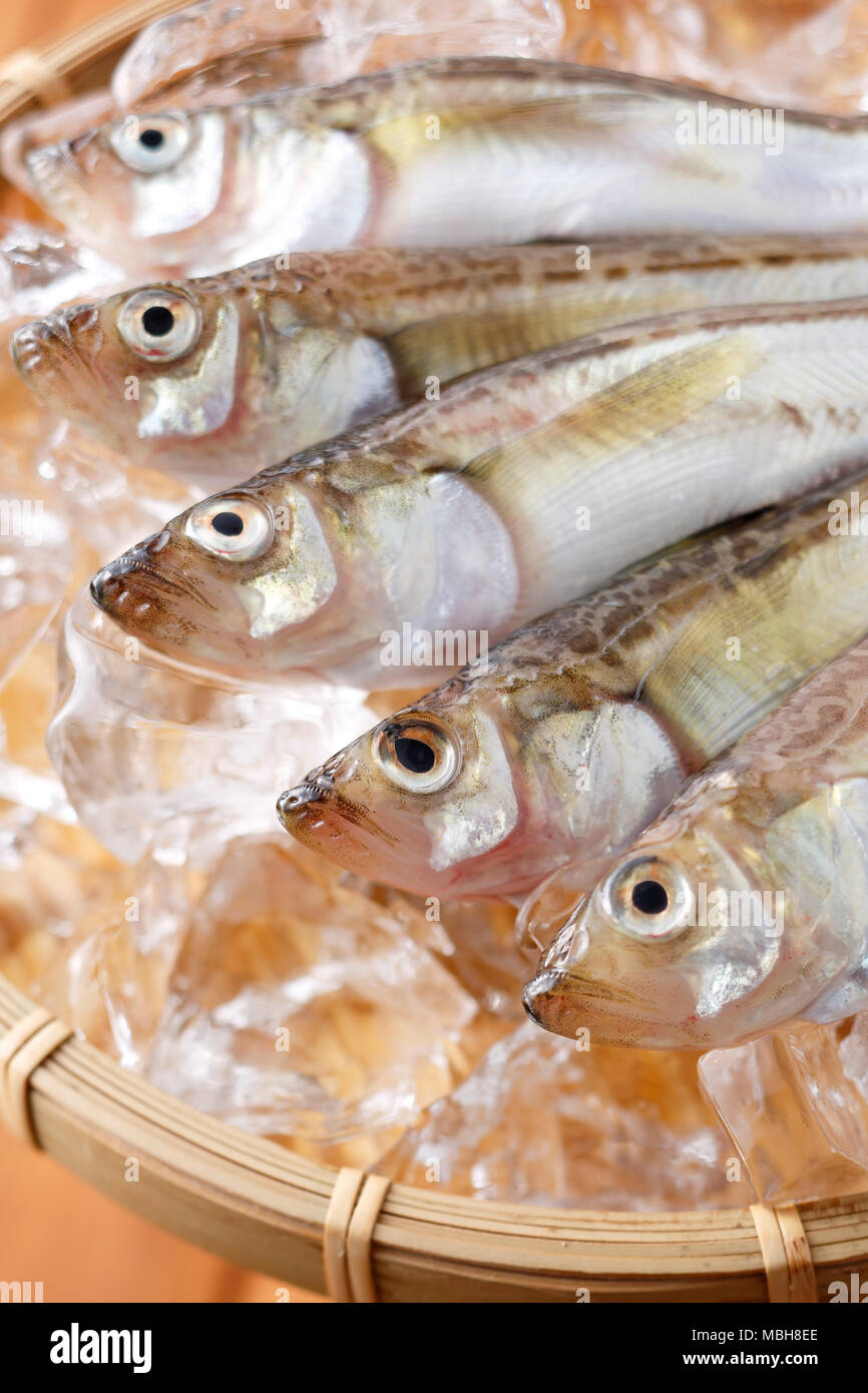 Sandfish hi-res stock photography and images - Alamy