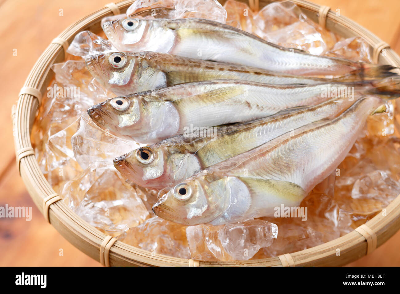 Arctoscopus hi-res stock photography and images - Alamy