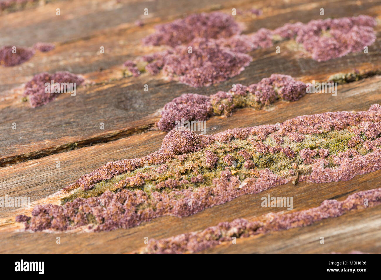 Texture of old tree bark covered with purple moss after rain Stock ...
