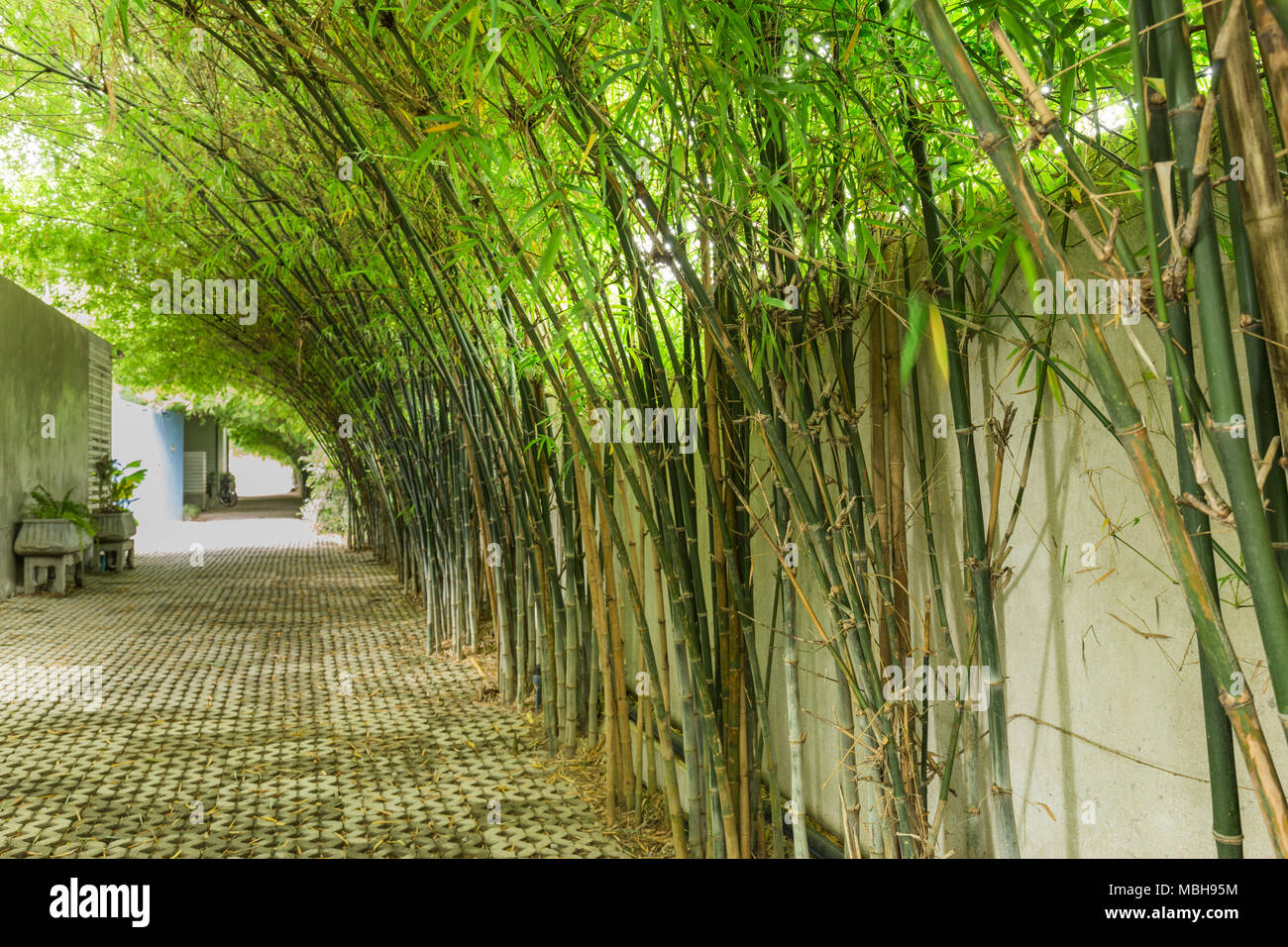 Green grass through bamboo trees hi-res stock photography and images ...