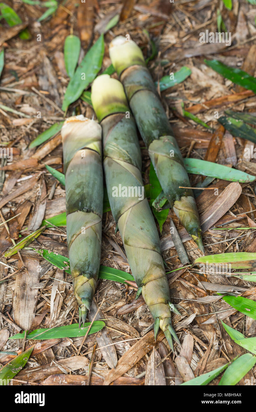Bamboo shoot on ground Stock Photo - Alamy