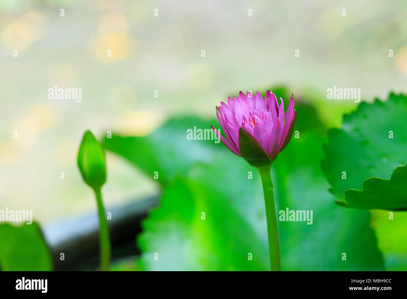 blooming lotus flower Stock Photo - Alamy