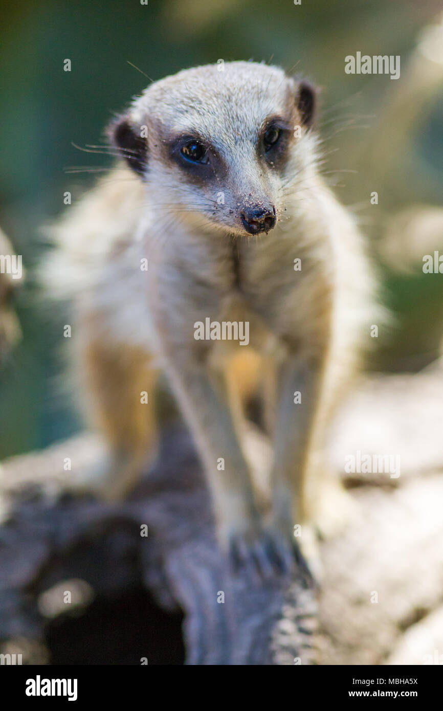 Meerkat personality hi-res stock photography and images - Alamy