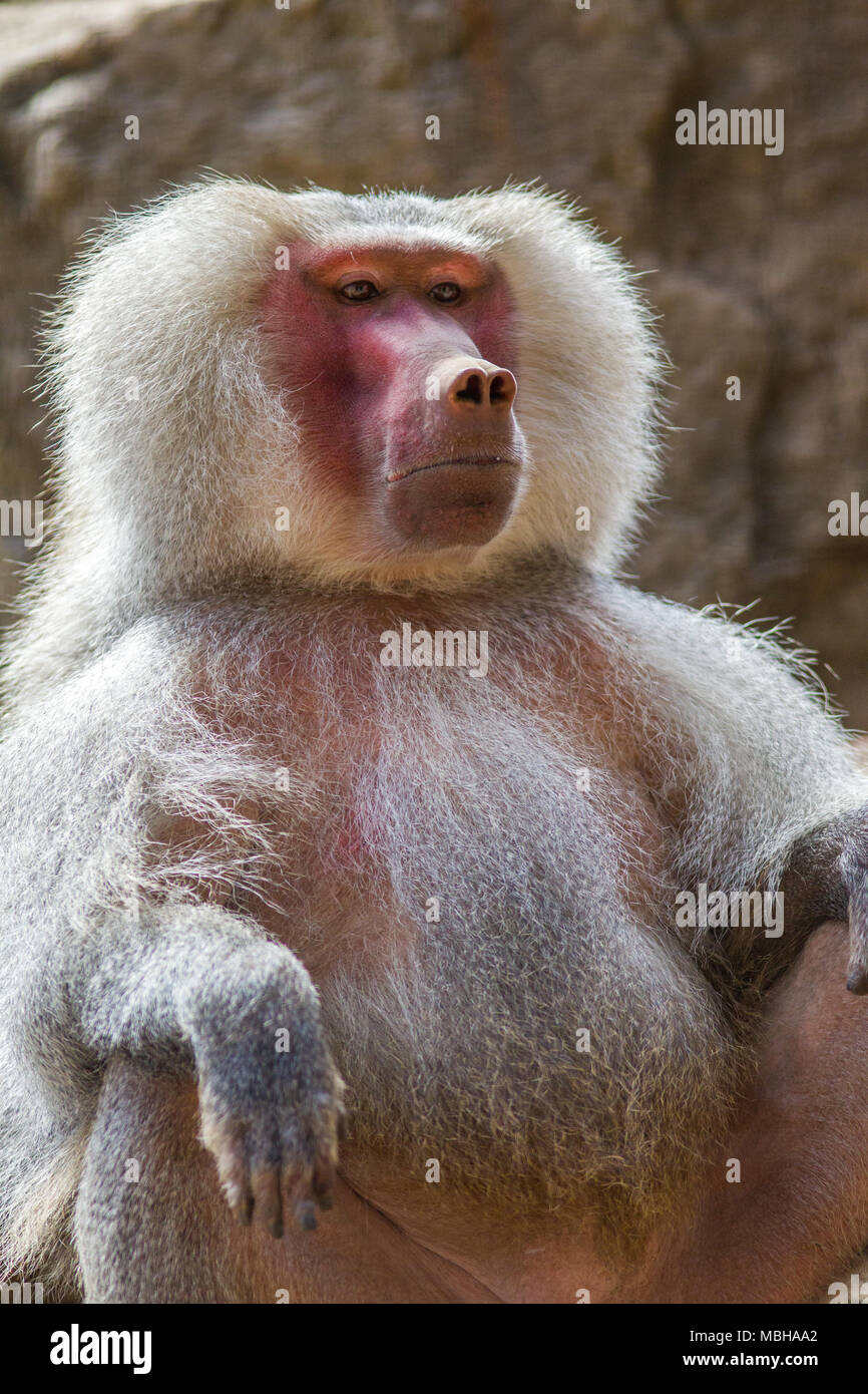 Baboon watching hi-res stock photography and images - Alamy