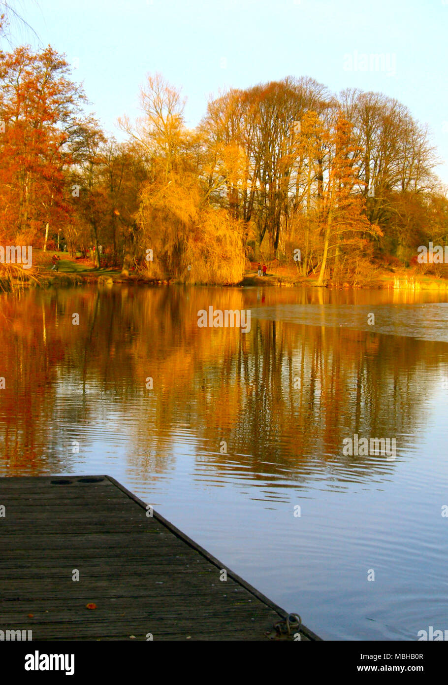 Autumn trees and golden sun, autumn forest background Stock Photo - Alamy