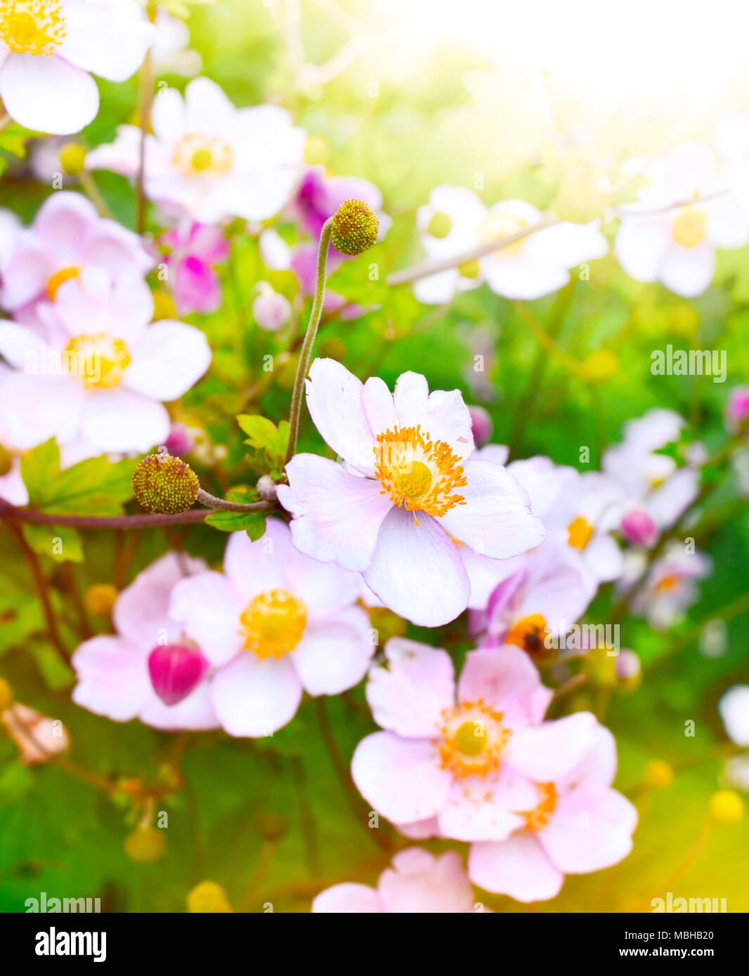 Thimble Weed High Resolution Stock Photography and Images - Alamy