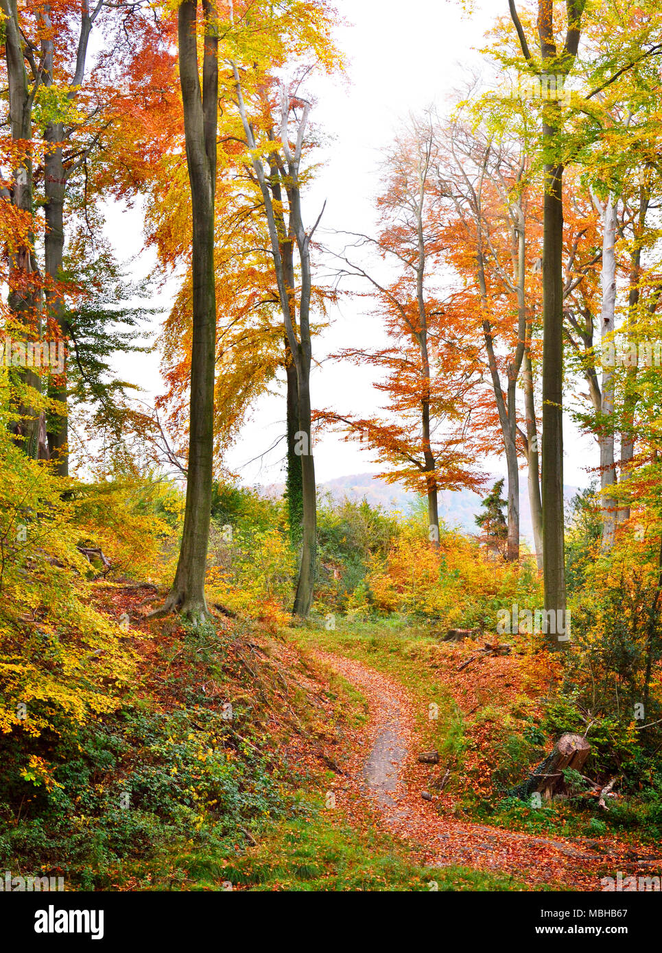 Autumn forest background with footpath and golden sun. Autumn scene ...