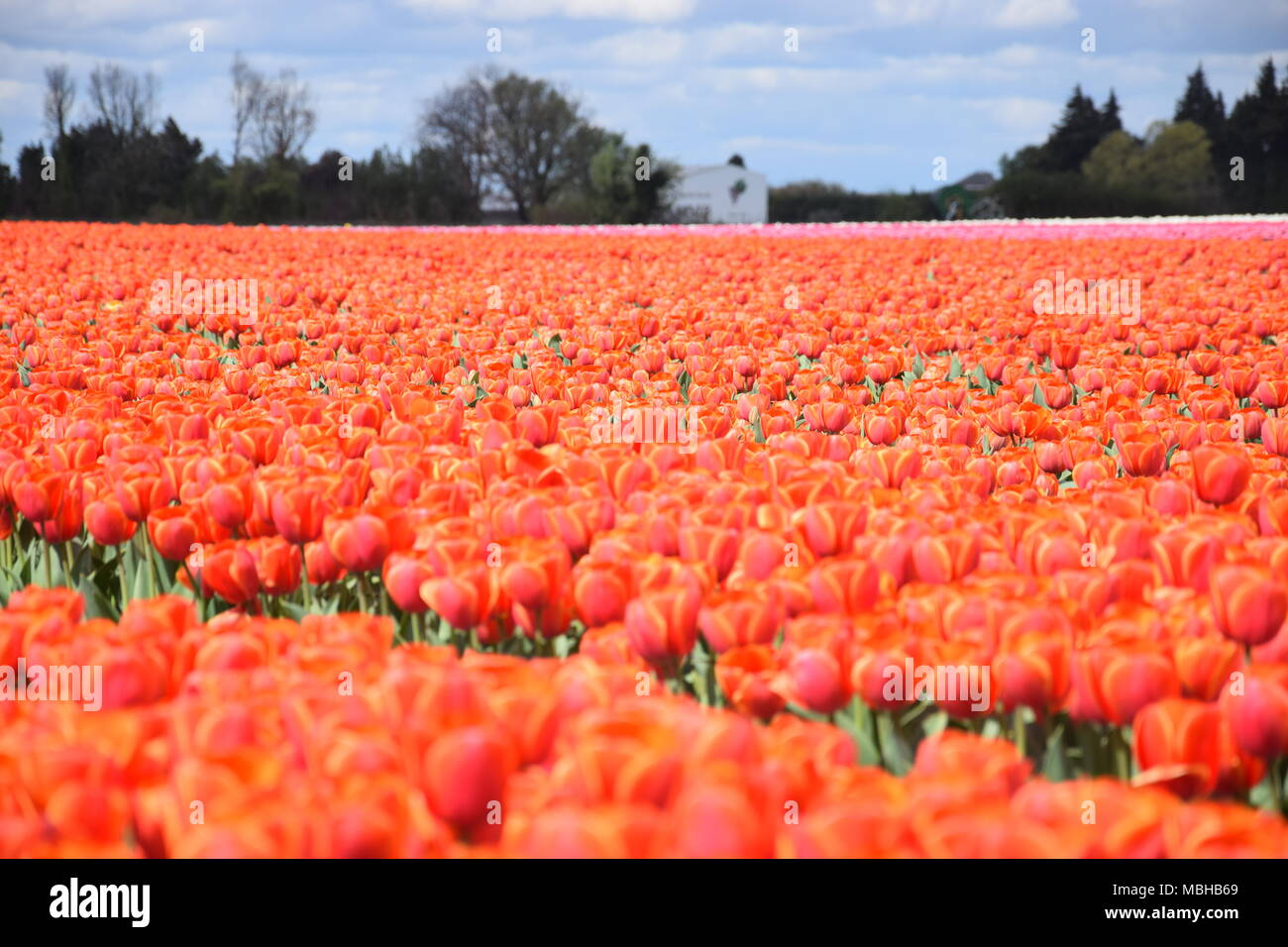 France tulips spring flowers hi-res stock photography and images - Alamy