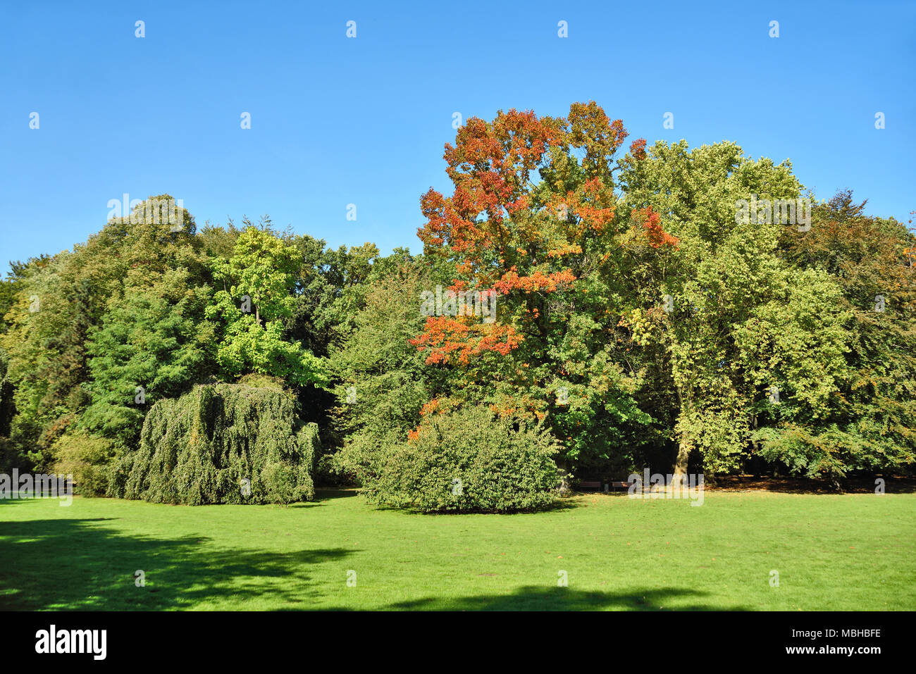 Autumn background, park scene with colorful trees and meadow. Autumn ...
