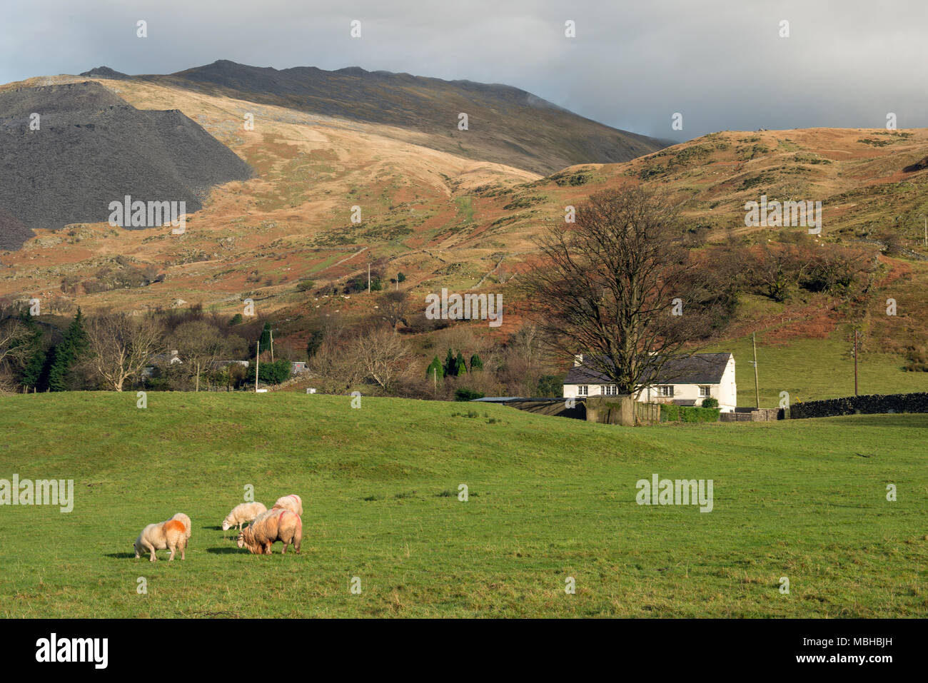 Farming sheep farming snowdon wales hi-res stock photography and images ...