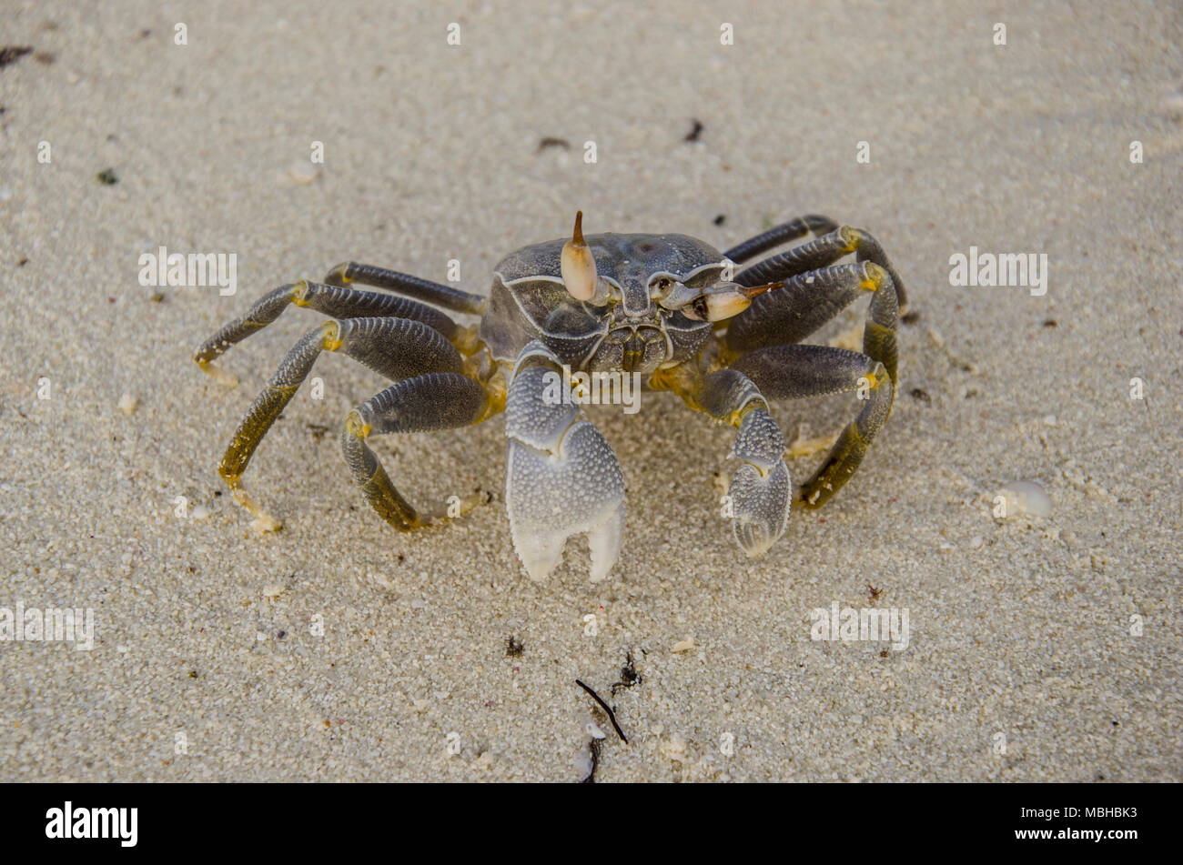 a close up of a small crab on the sandy beach Stock Photo - Alamy