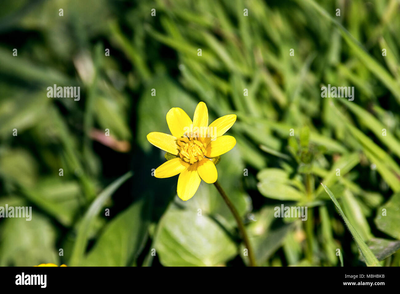 image of a small meadow yellow flowers in a green grass Stock Photo - Alamy
