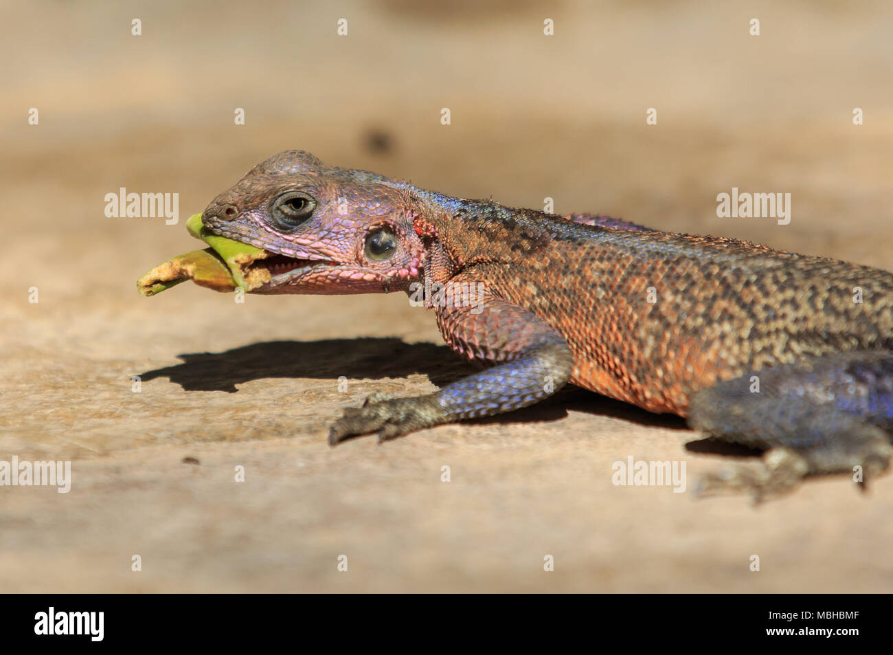 The Mwanza flat-headed rock agama or the Spider-Man agama, because of ...
